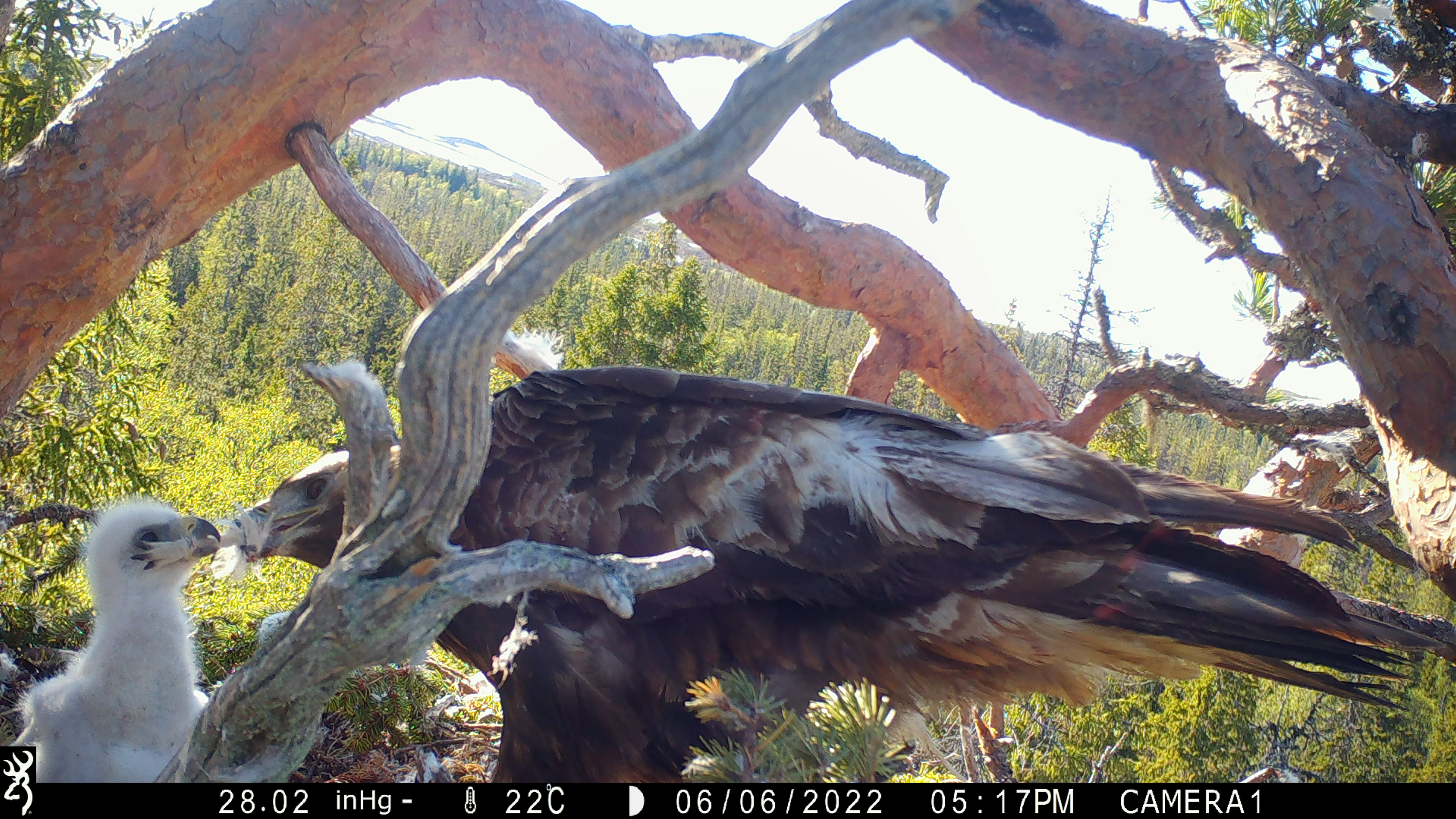 Icons of the mountains - Ongoing student projects